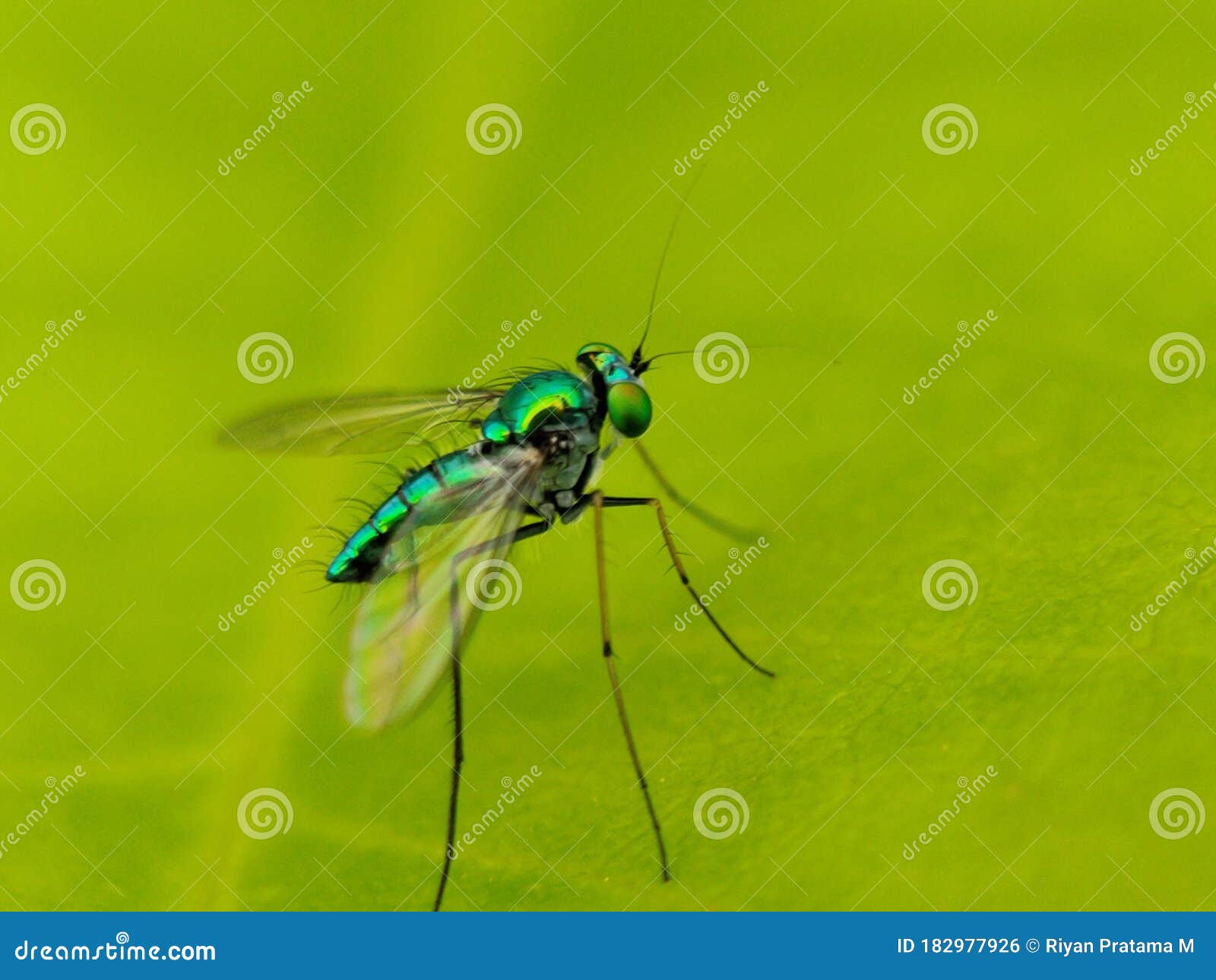 Small Green Flies on the Leaves Background Stock Photo - Image of tree ...