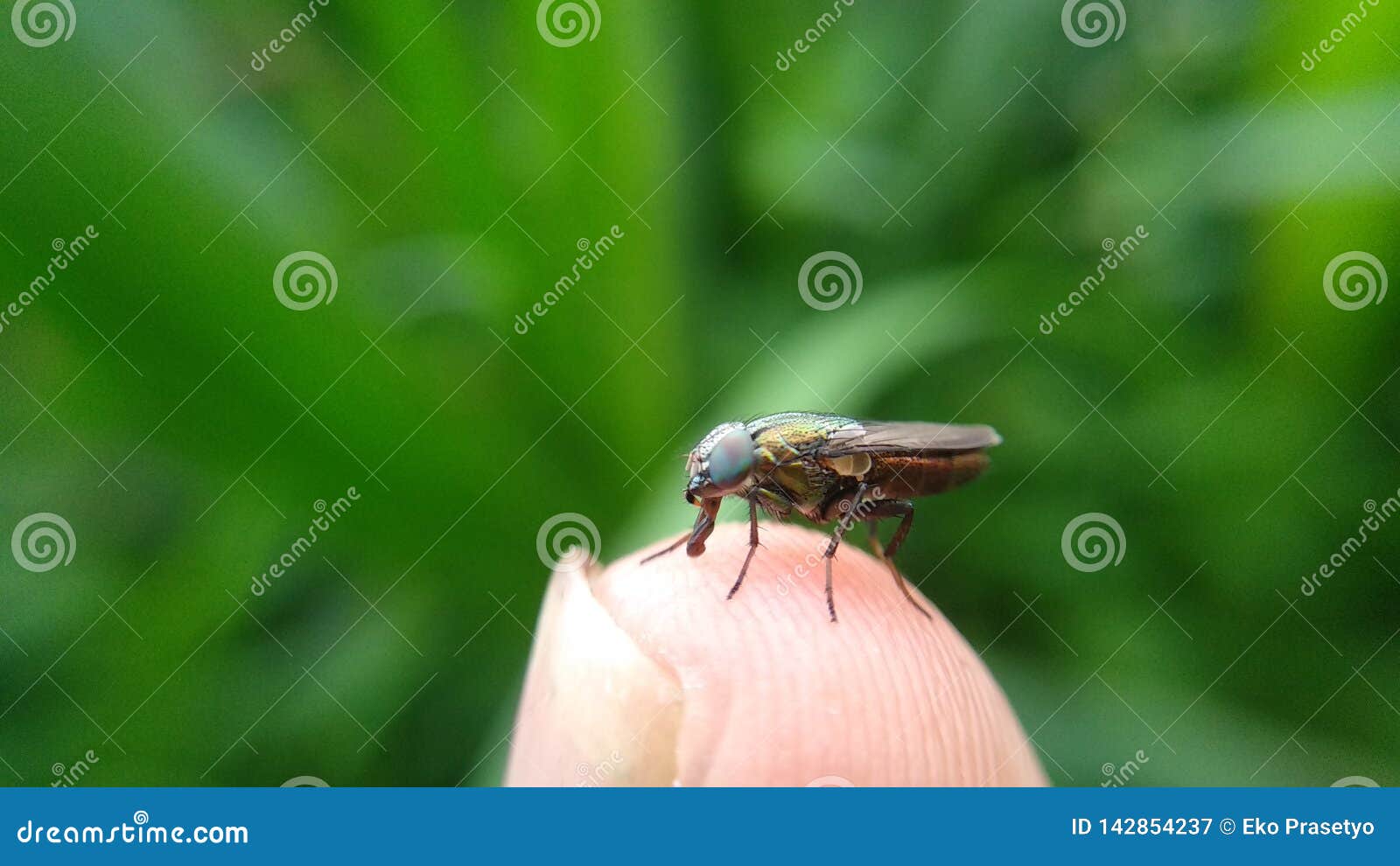 Small Green Flies Perch on the Finger Stock Image - Image of finger ...