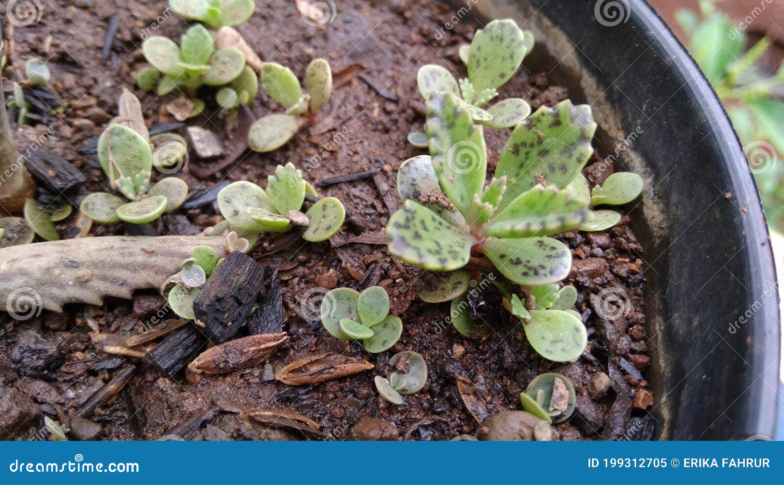 Small green flower seeds stock image. Image of tree - 199312705