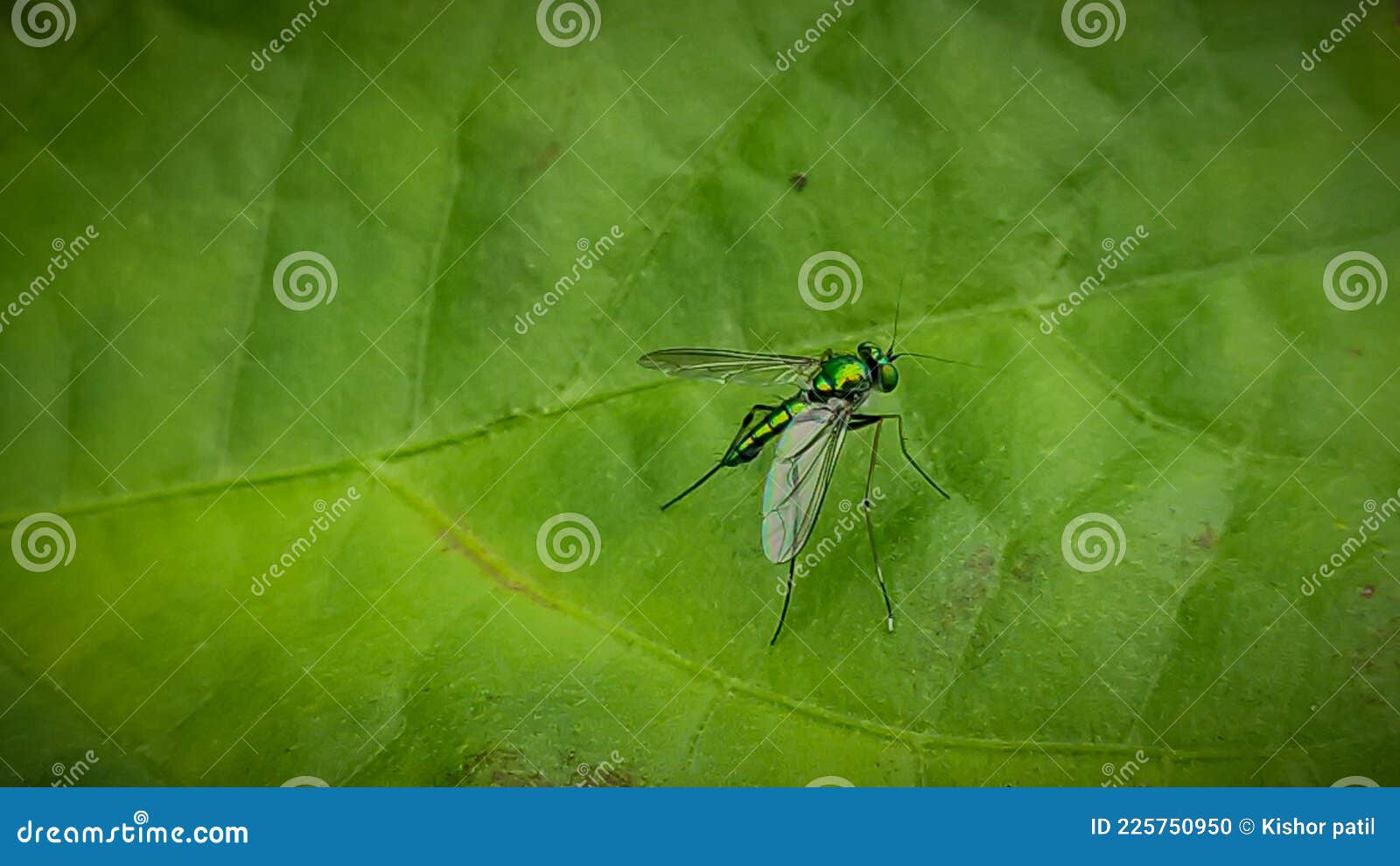 Small Green Fly on Green Leaf Stock Photo - Image of green, small ...