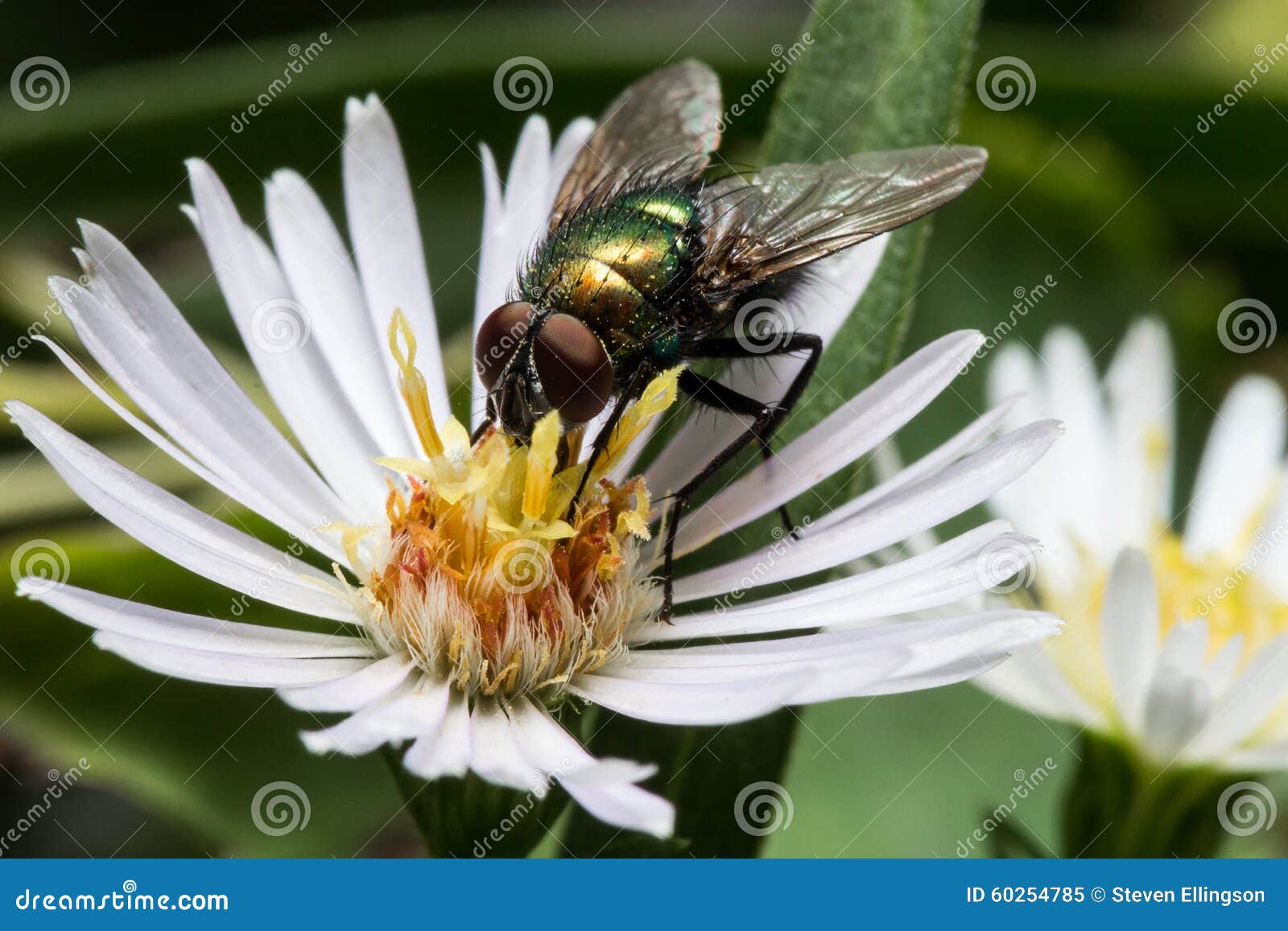 Small Green Fly with Red Eyes Stock Image - Image of eyes, kill: 60254785