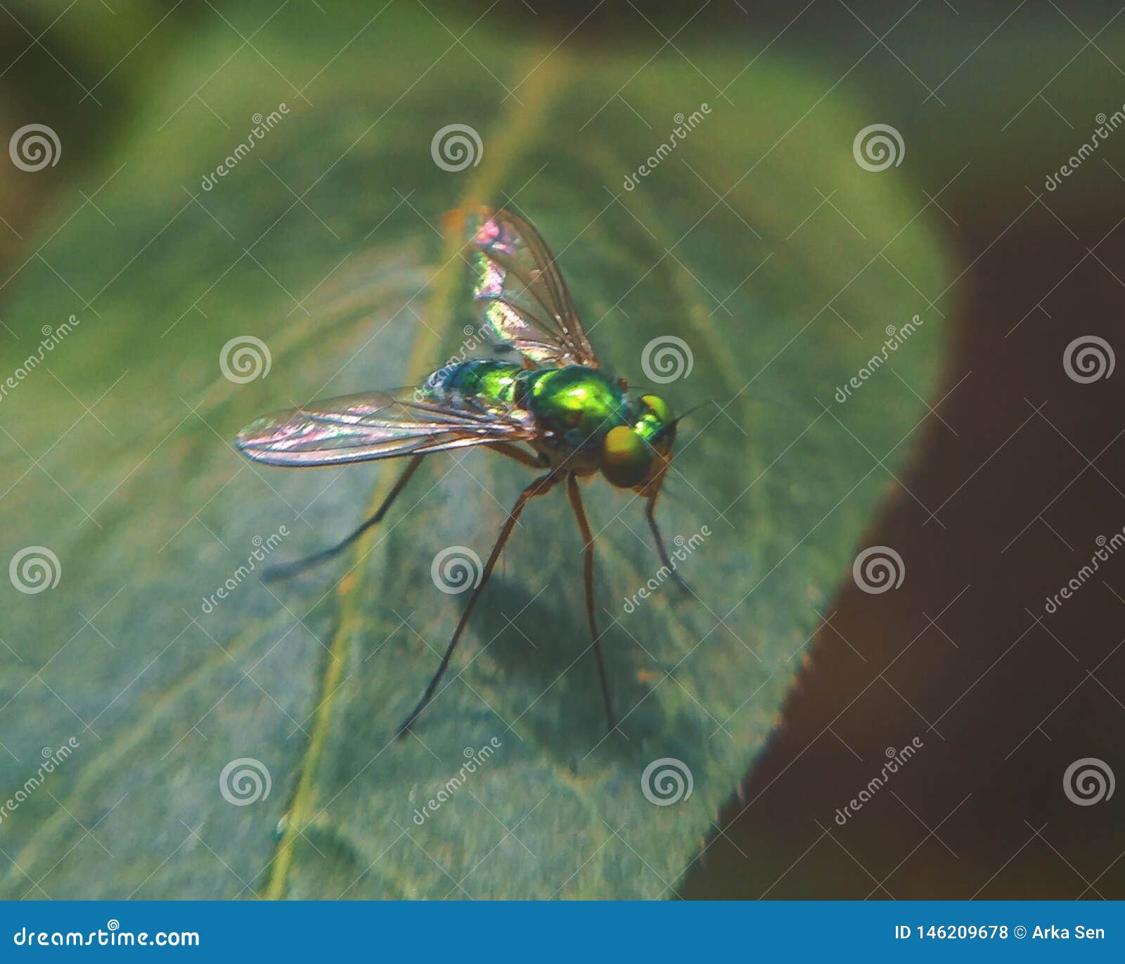 A Small Green Fly Stands on a Leaf Stock Photo - Image of leaf, macro ...