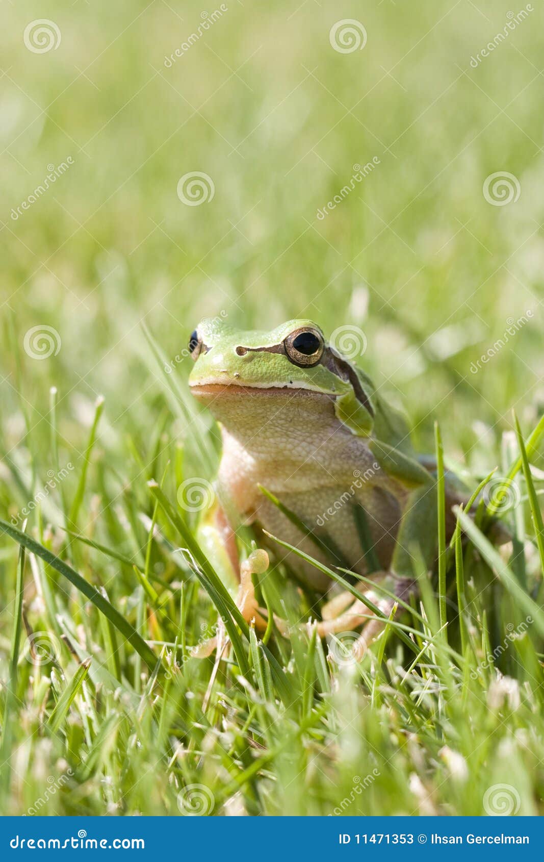 Small green frog stock image. Image of animal, nature - 11471353