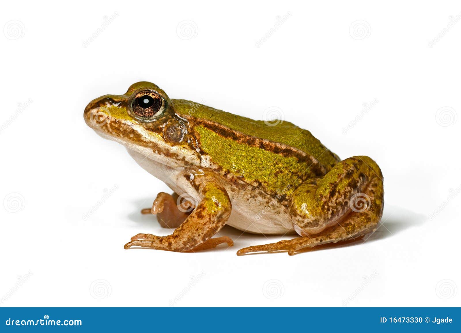 Small green frog stock photo. Image of looking, denmark - 16473330