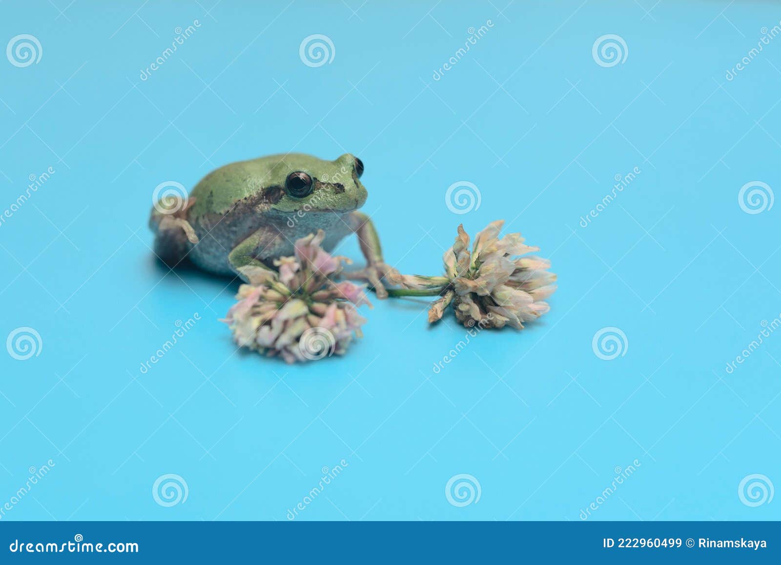 Small Green Frog with Clover Flower on Blue Background. Card with Copy ...