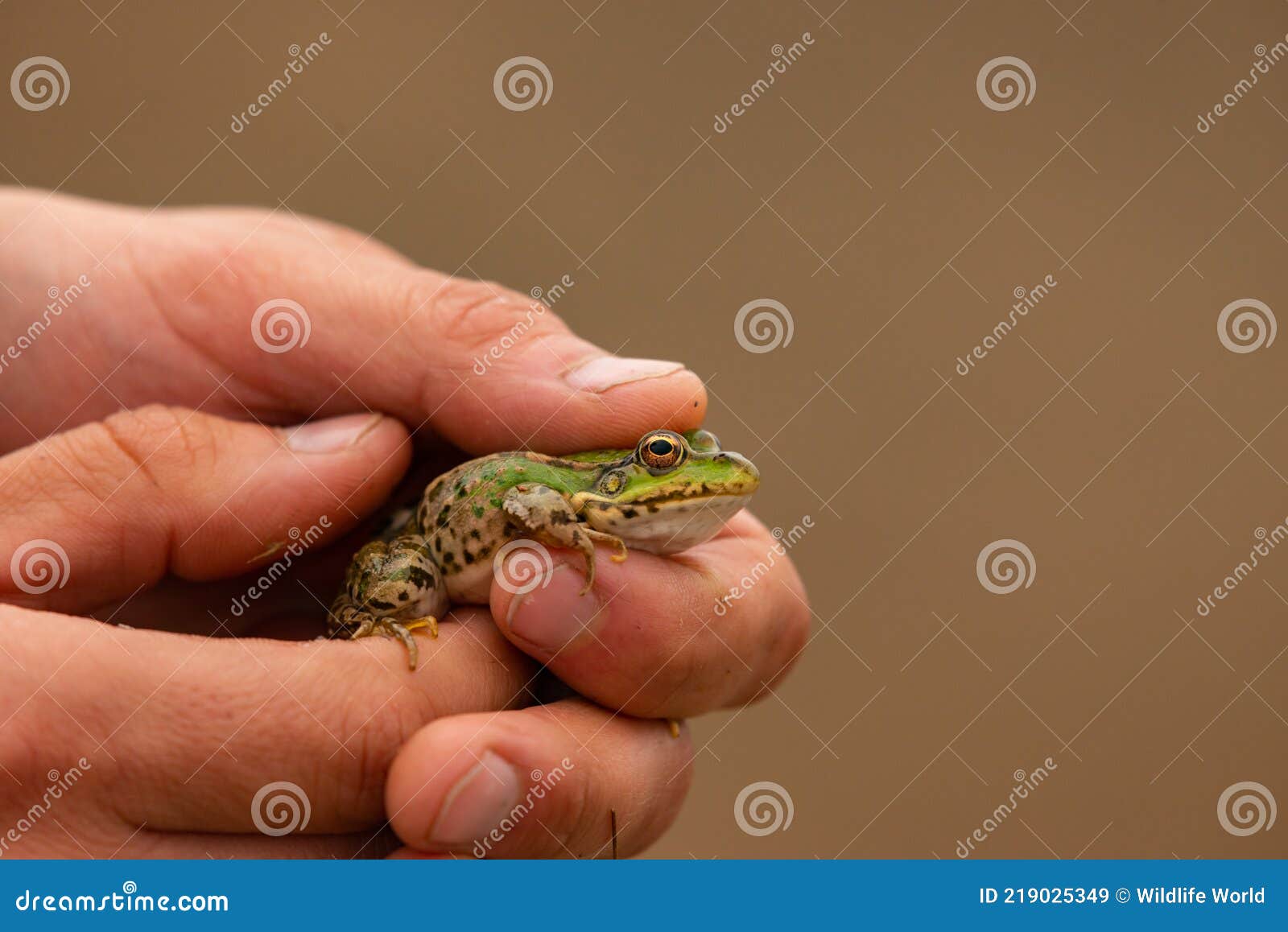 Small Green Frog in Hand of Man Stock Image - Image of medicine, child ...