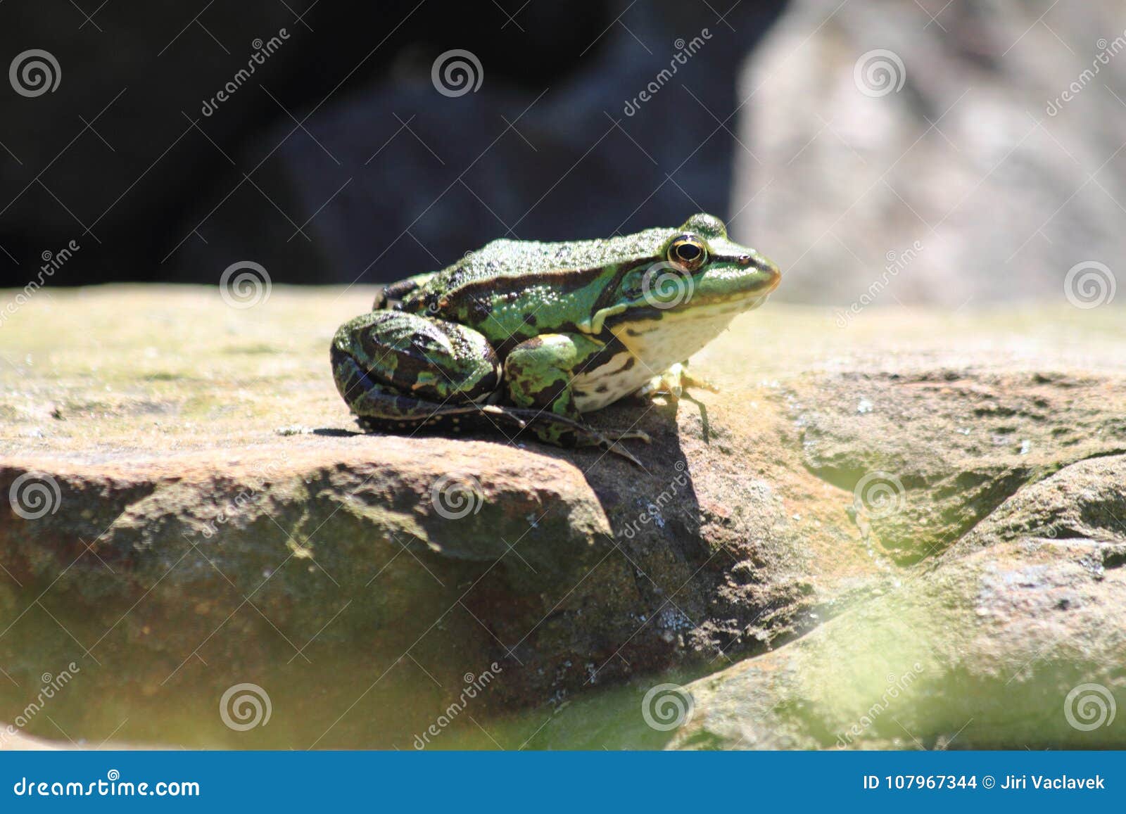 Small green frog stock photo. Image of european, nice - 107967344