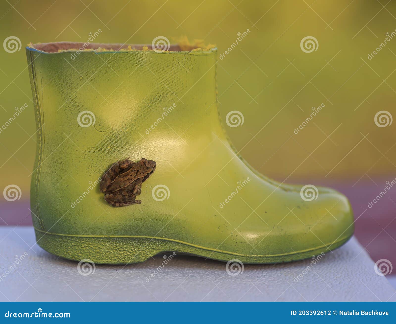 Small Green Frog Sitting in a Rubber Boot in the Garden Stock Photo ...