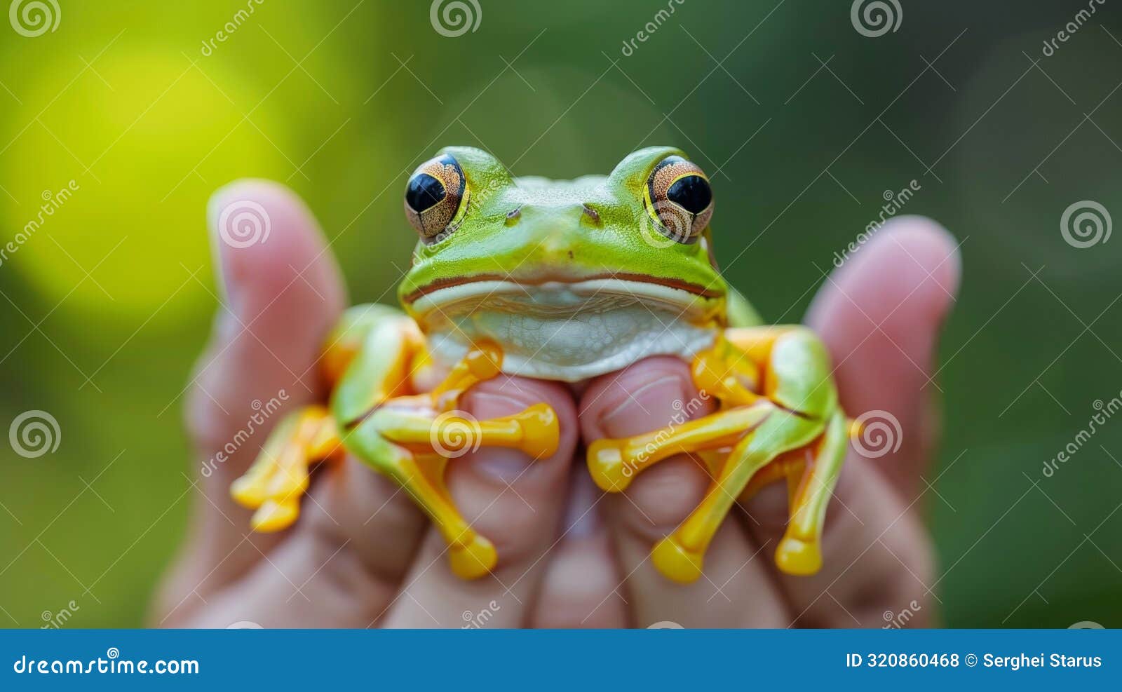 A Small Green Frog Sitting On Top Of A Persons Hand, AI Stock Photo ...