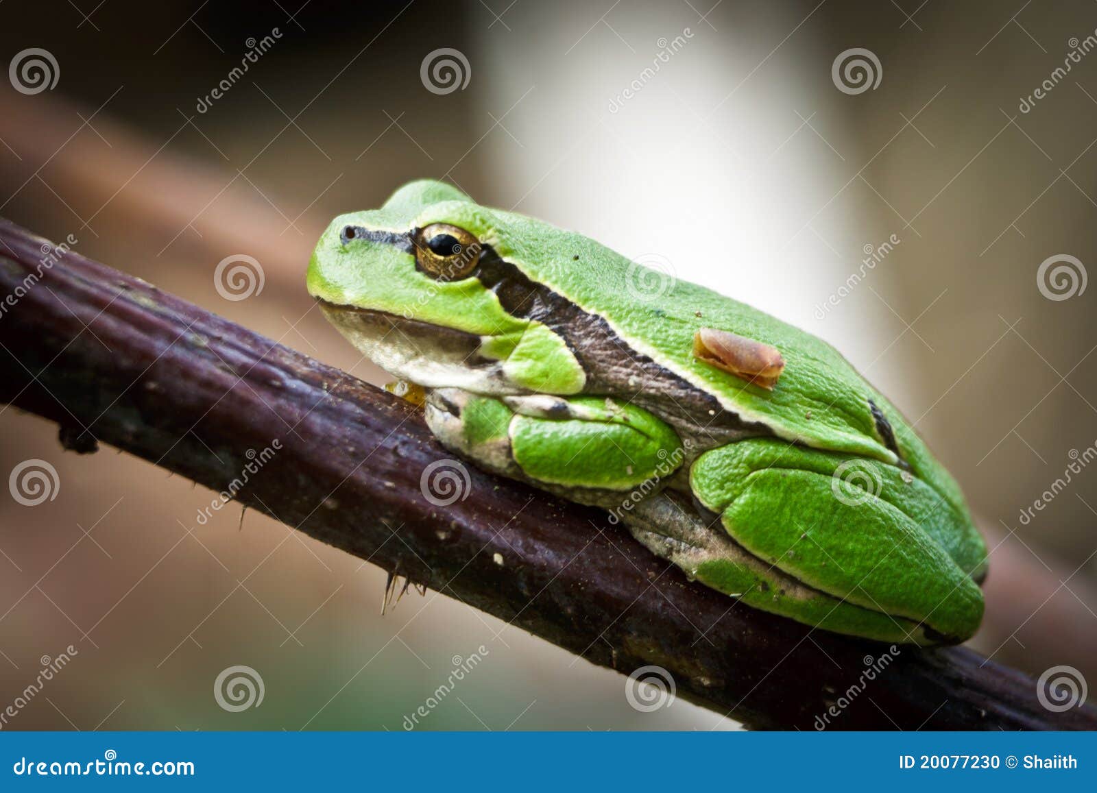 Small green frog on a twig stock photo. Image of treefrog - 20077230