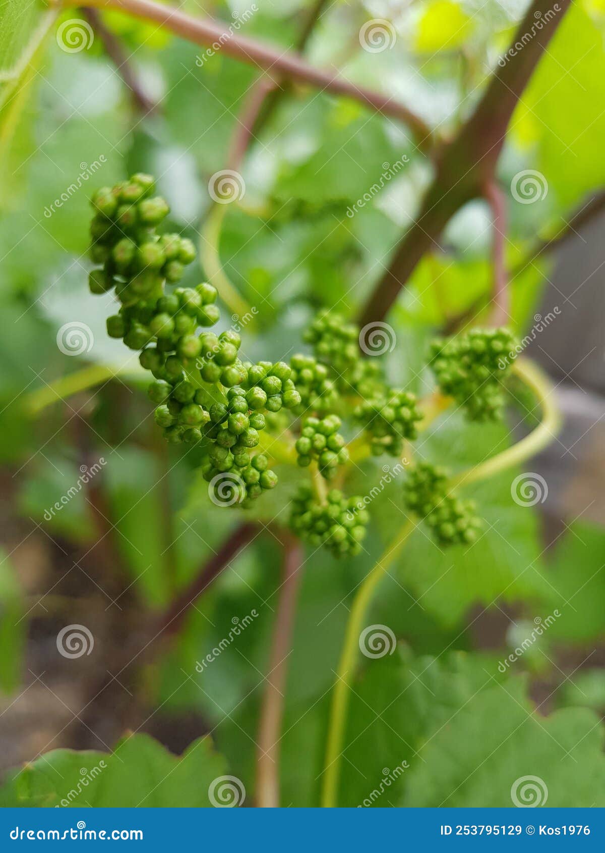 Small Green Grapes on a Branch Stock Image - Image of gold, harvest ...