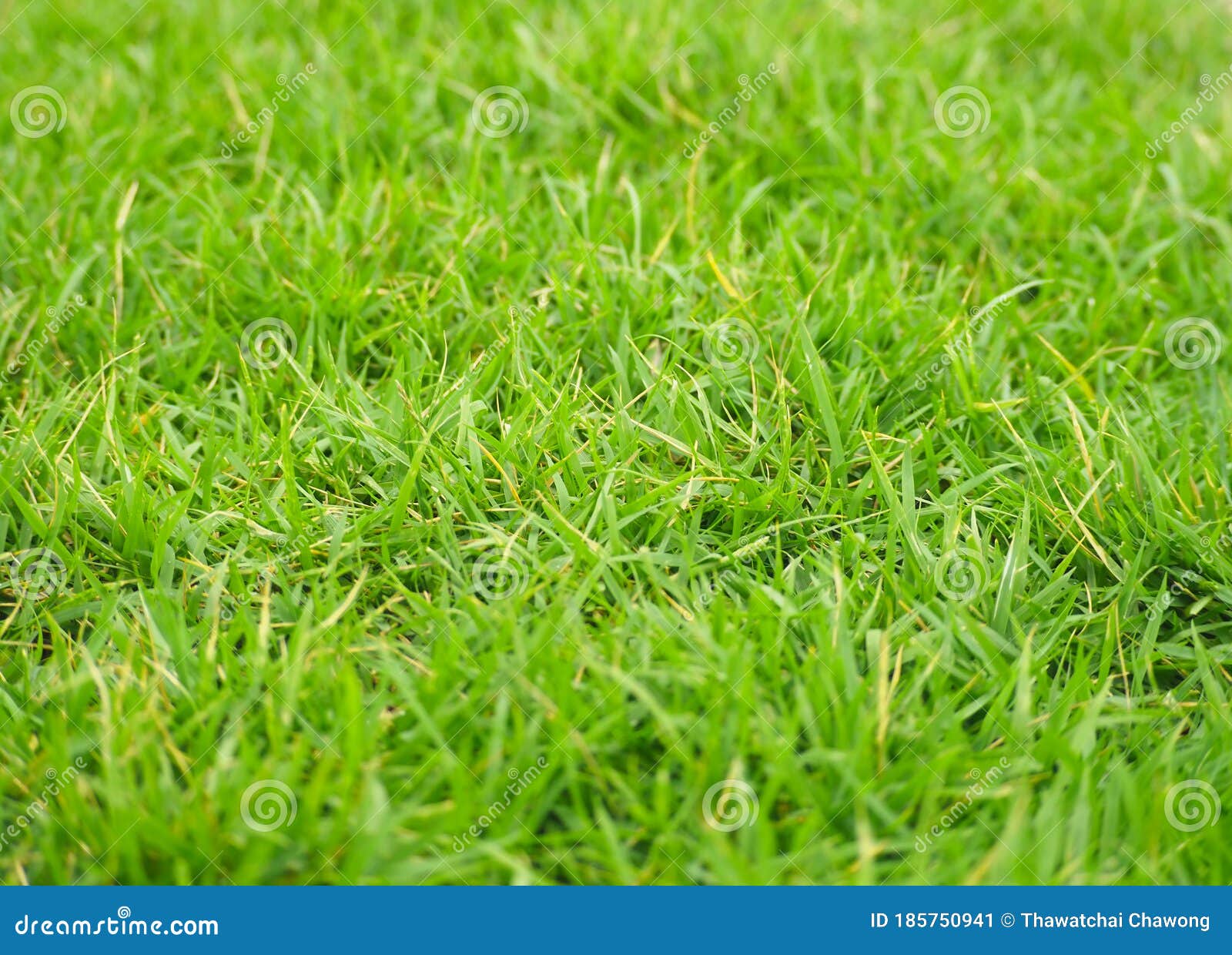 Small Green Grass Ground View for Backgrounds and Textures. Natural ...