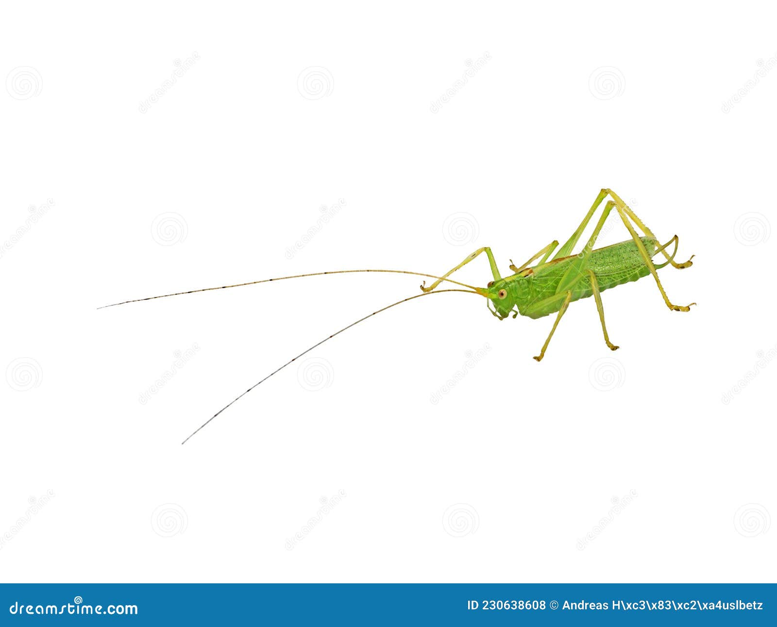 Small Green Grasshopper with Long Antenna Isolated on White Background ...