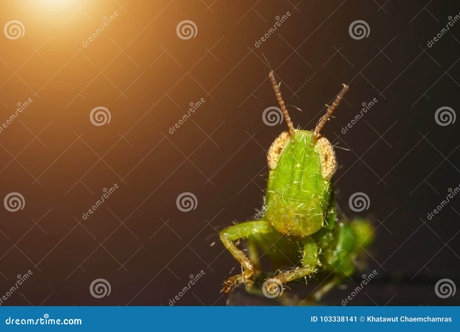 Small Green Grasshopper Looking at Camera Stock Image - Image of locust ...
