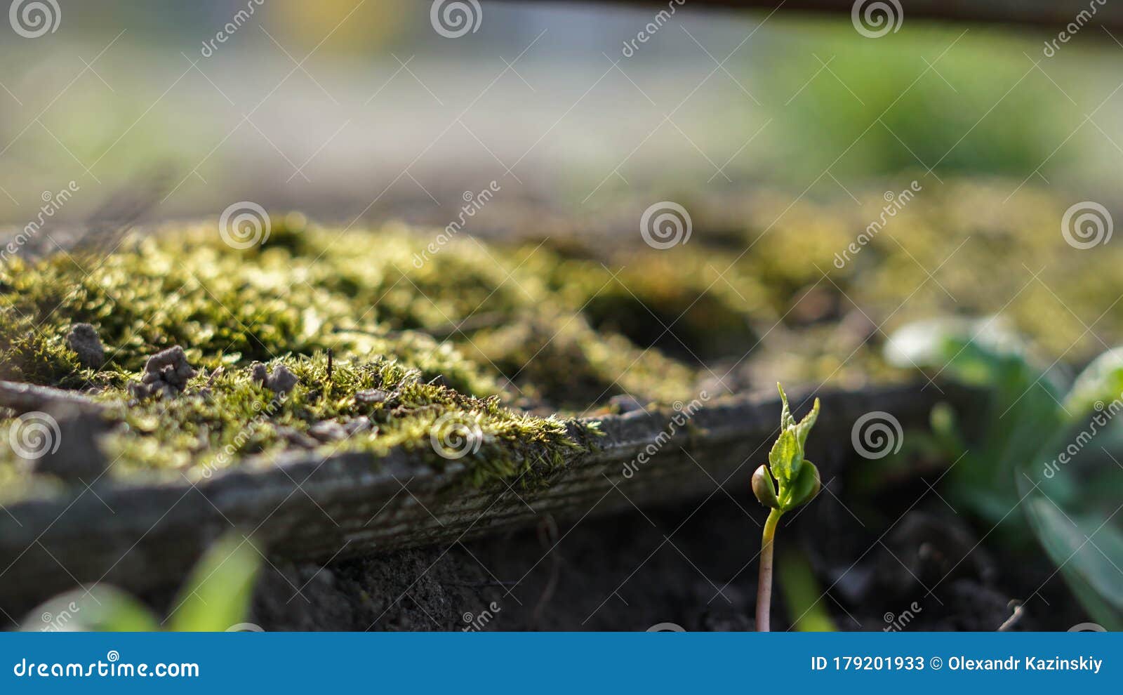 Small Green Grows Begins Its Life in Spring Stock Image - Image of ...