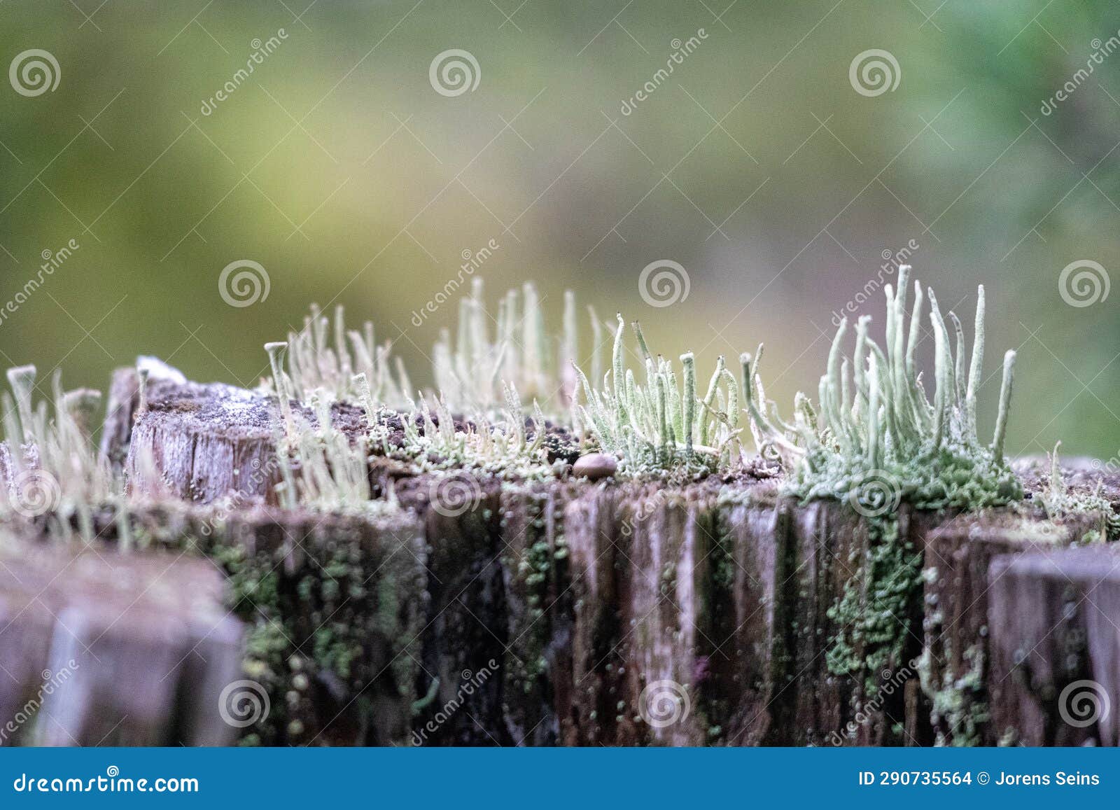 Small Green Growths on a Tree Trunk with a Greenish Background Stock ...