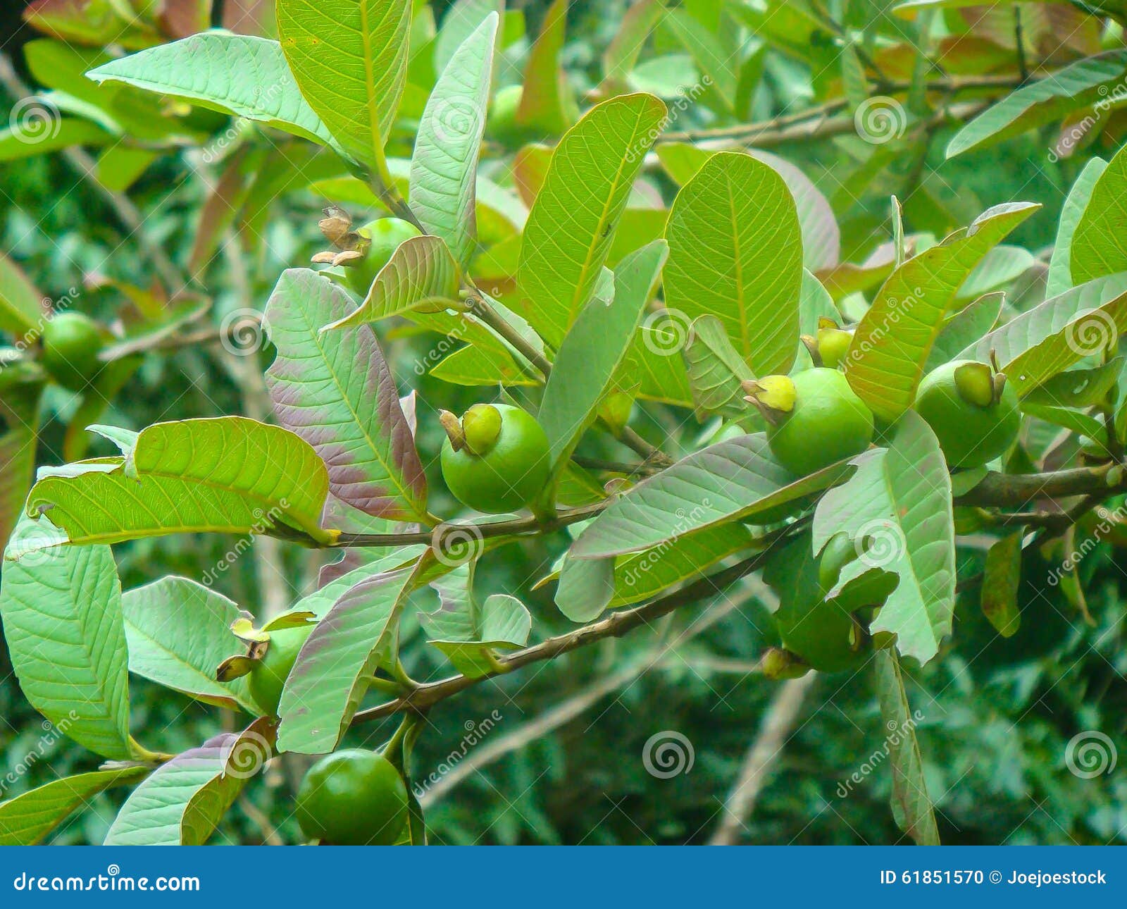 Small Green guavas stock photo. Image of plant, delicious - 61851570