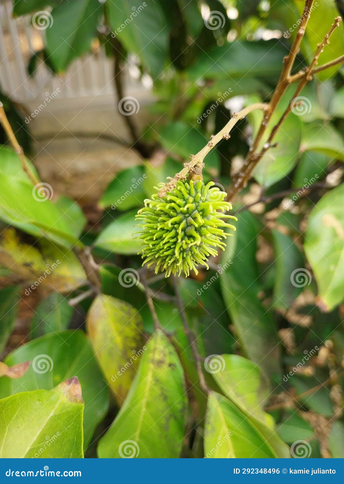 Small Green Hairy Rambutan Fruit?? Stock Photo - Image of green, hairy ...