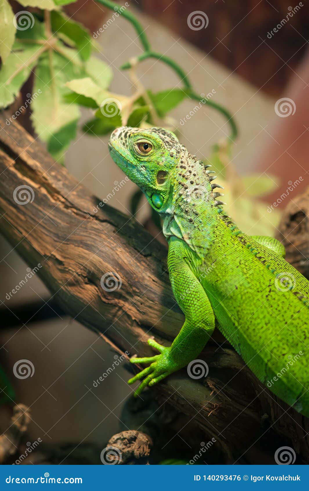 Small green iguana stock photo. Image of bright, environment - 140293476