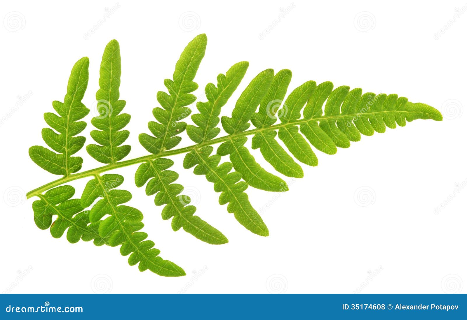 Small Green Isolated Fern Branch Stock Photo - Image of object, foliage ...