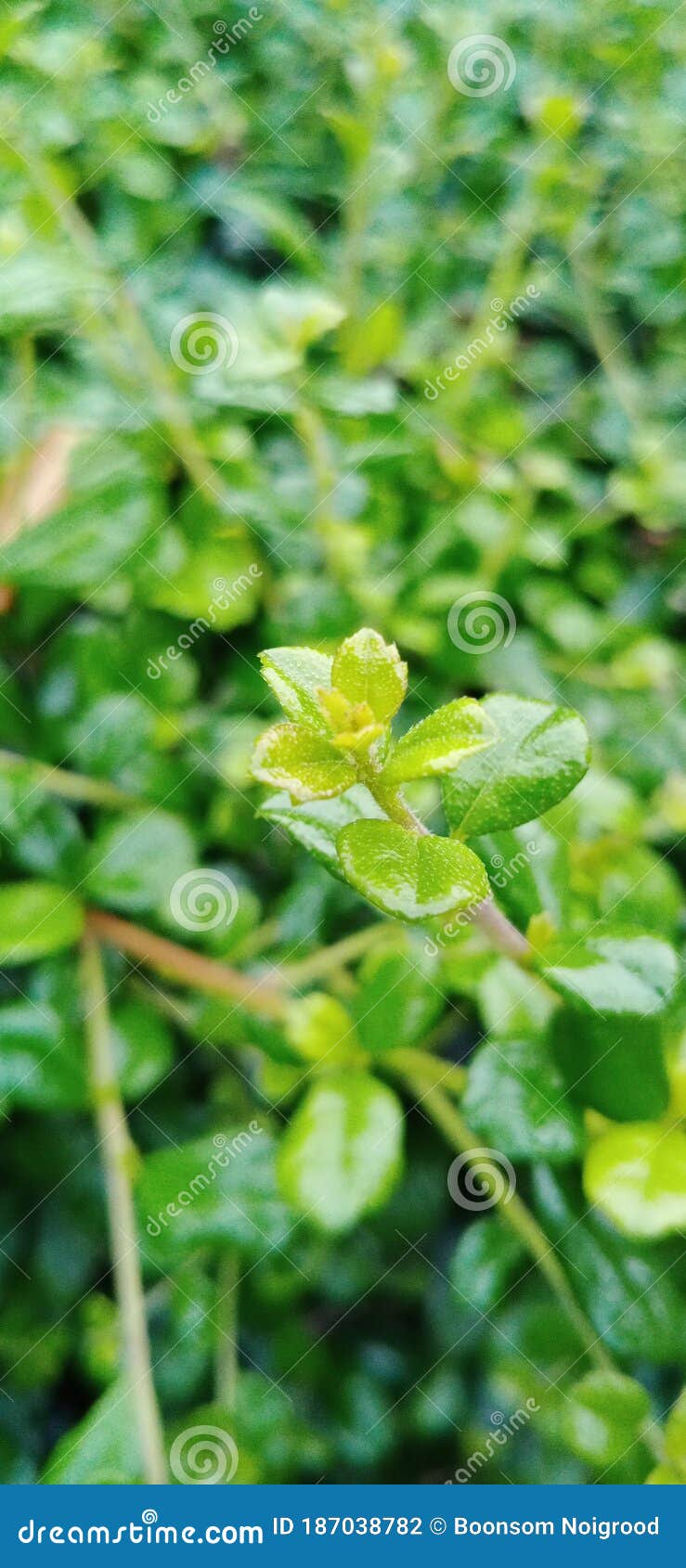 Small green leaf stock photo. Image of nature, blossom - 187038782