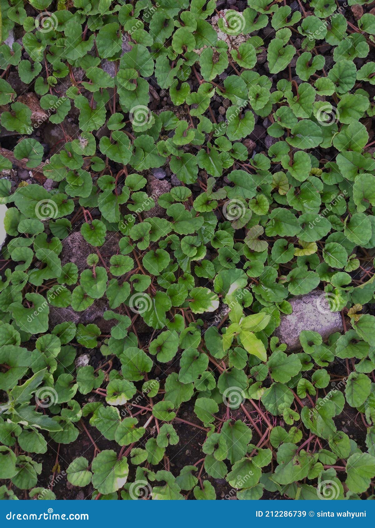 Small green leaf stock image. Image of green, grow, plant - 212286739