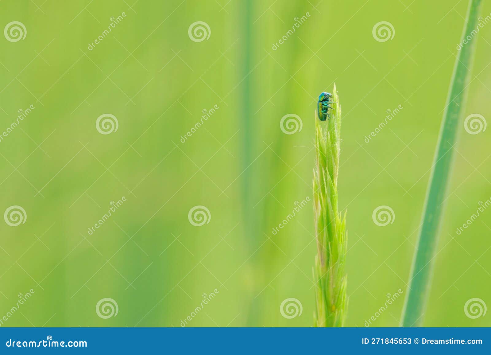 Small green leaf beetle stock image. Image of wild, grass - 271845653