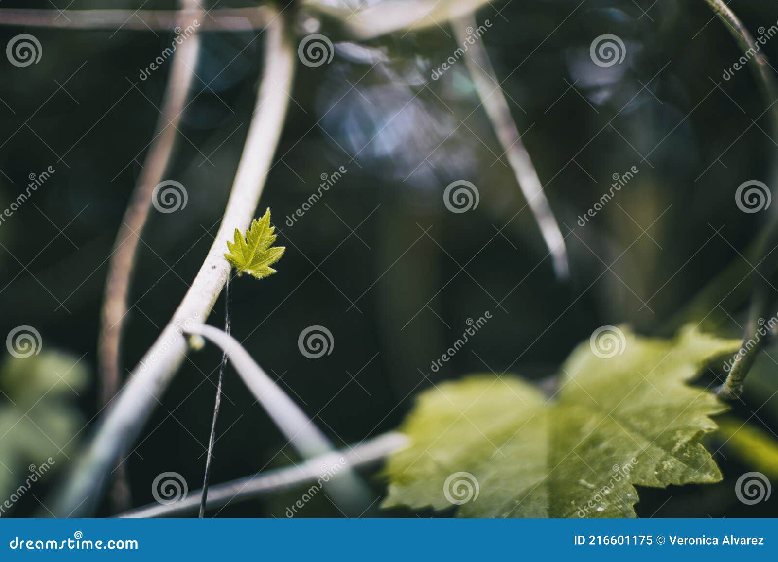 Small Green Leaf Emerging from a Branch Bud Stock Image - Image of life ...