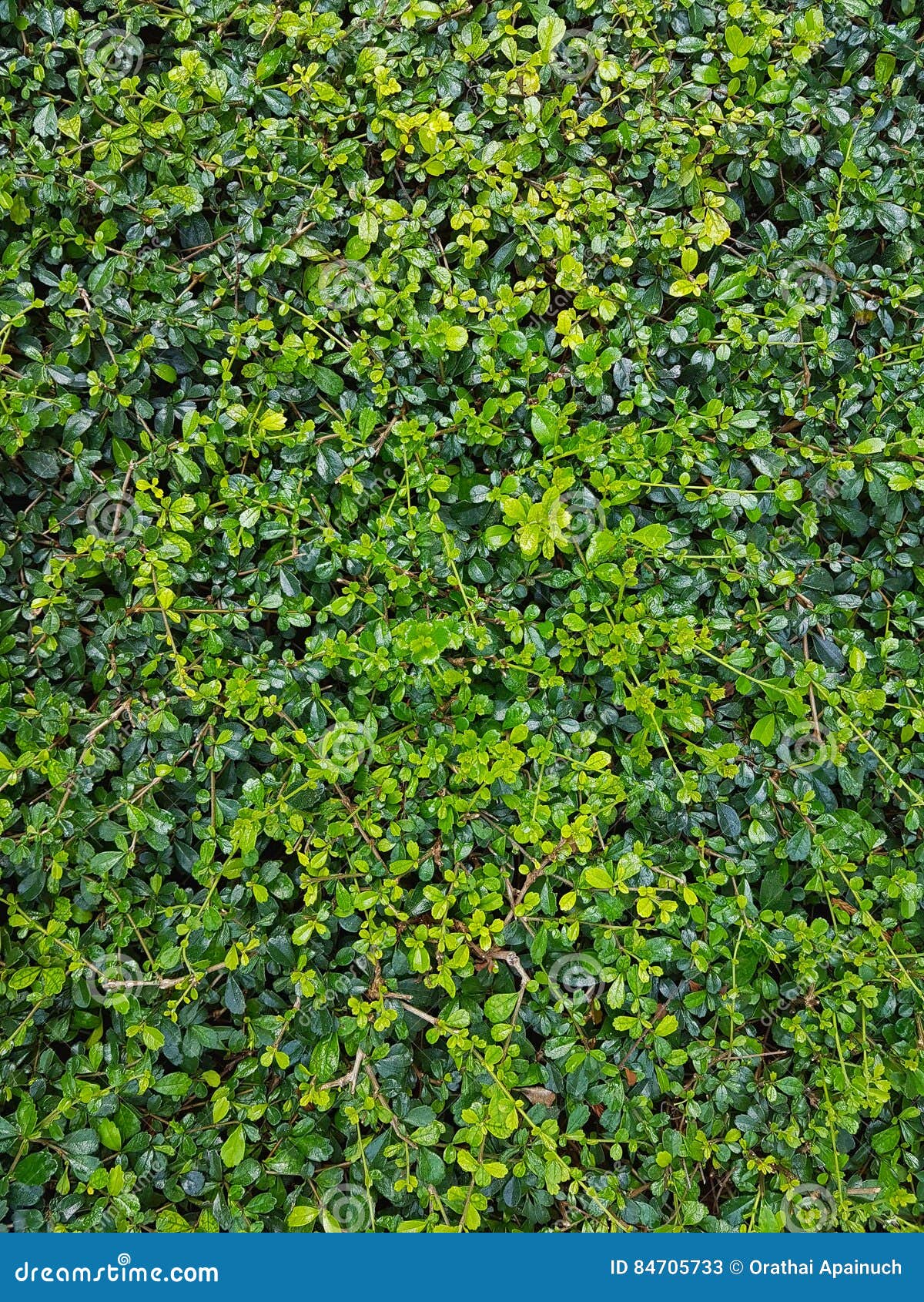 Small Green Leaf in Garden Background Stock Image - Image of design ...