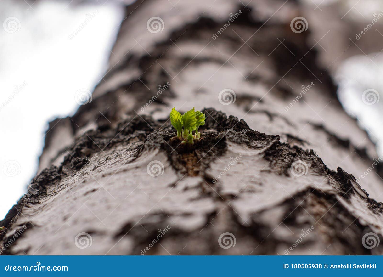 A Small Green Leaf Sprout Appeared from the Trunk of a Birch Tree Stock ...