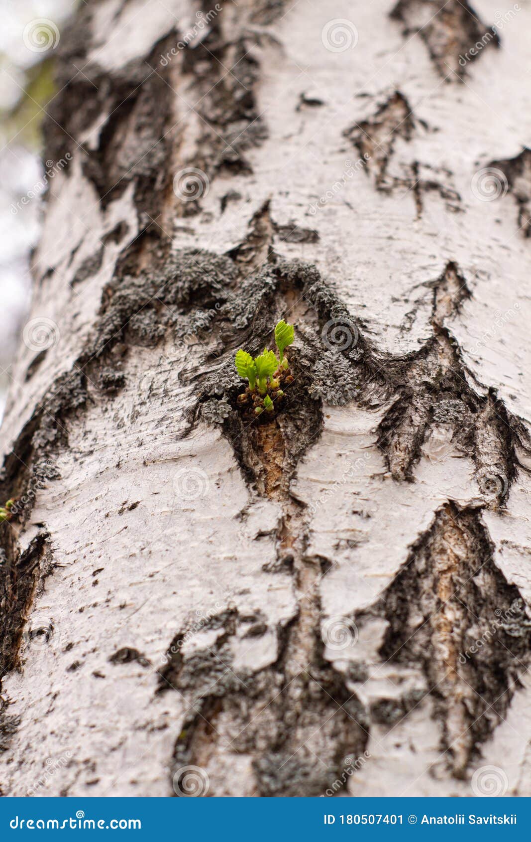 A Small Green Leaf Sprout Appeared from the Trunk of a Birch Tree Stock ...
