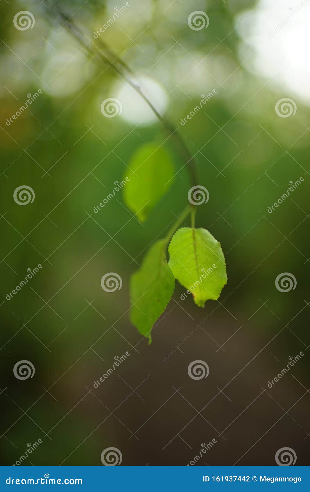 Small Green Leaf on the Tree Branch in Summer Forest Stock Photo ...