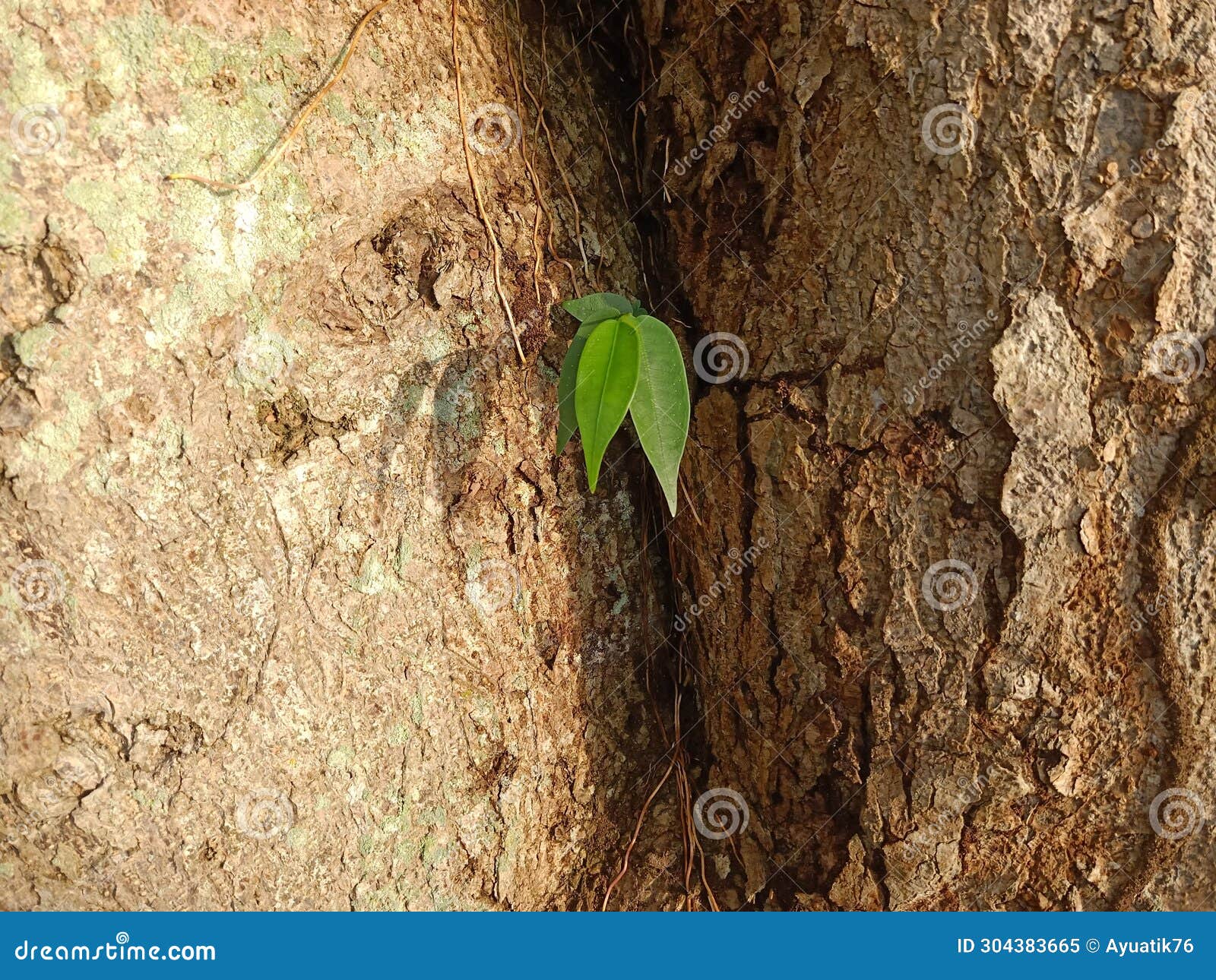 A New Life of Tree Growing in the Slit of Tree Surface Stock Image ...
