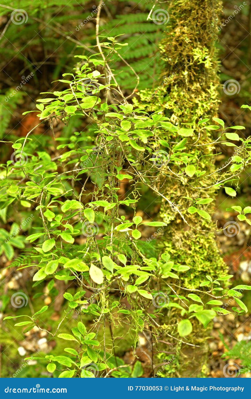 Small Green Leafs, New Zealand Stock Image - Image of wilderness, leafs ...