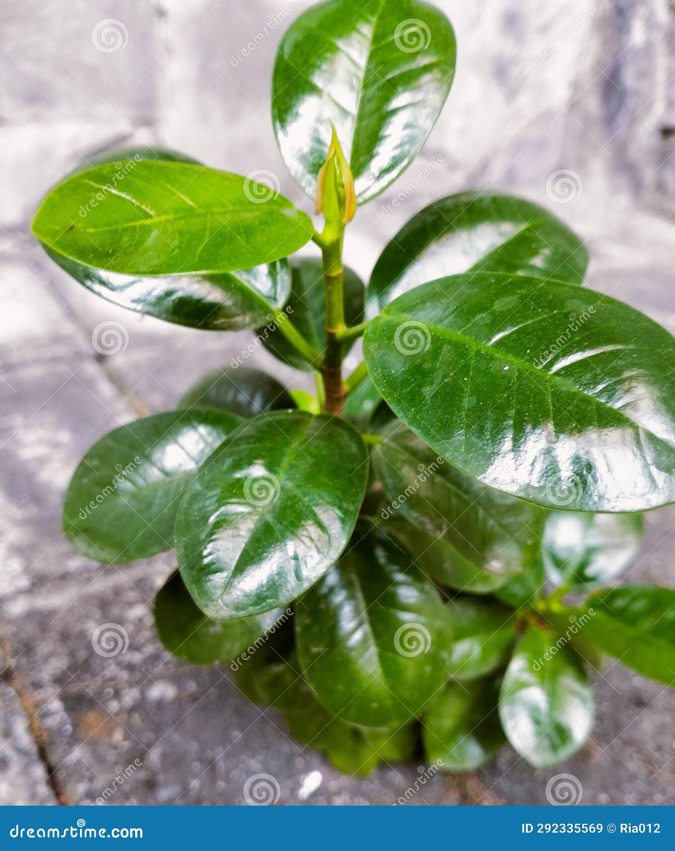 Small Green Leafy Plant in the Backyard Stock Image - Image of green ...