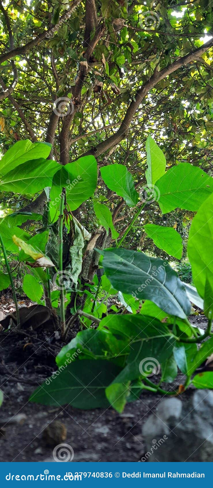 A Small Green Leafy Plant Under a Big Tree Stock Photo - Image of ...