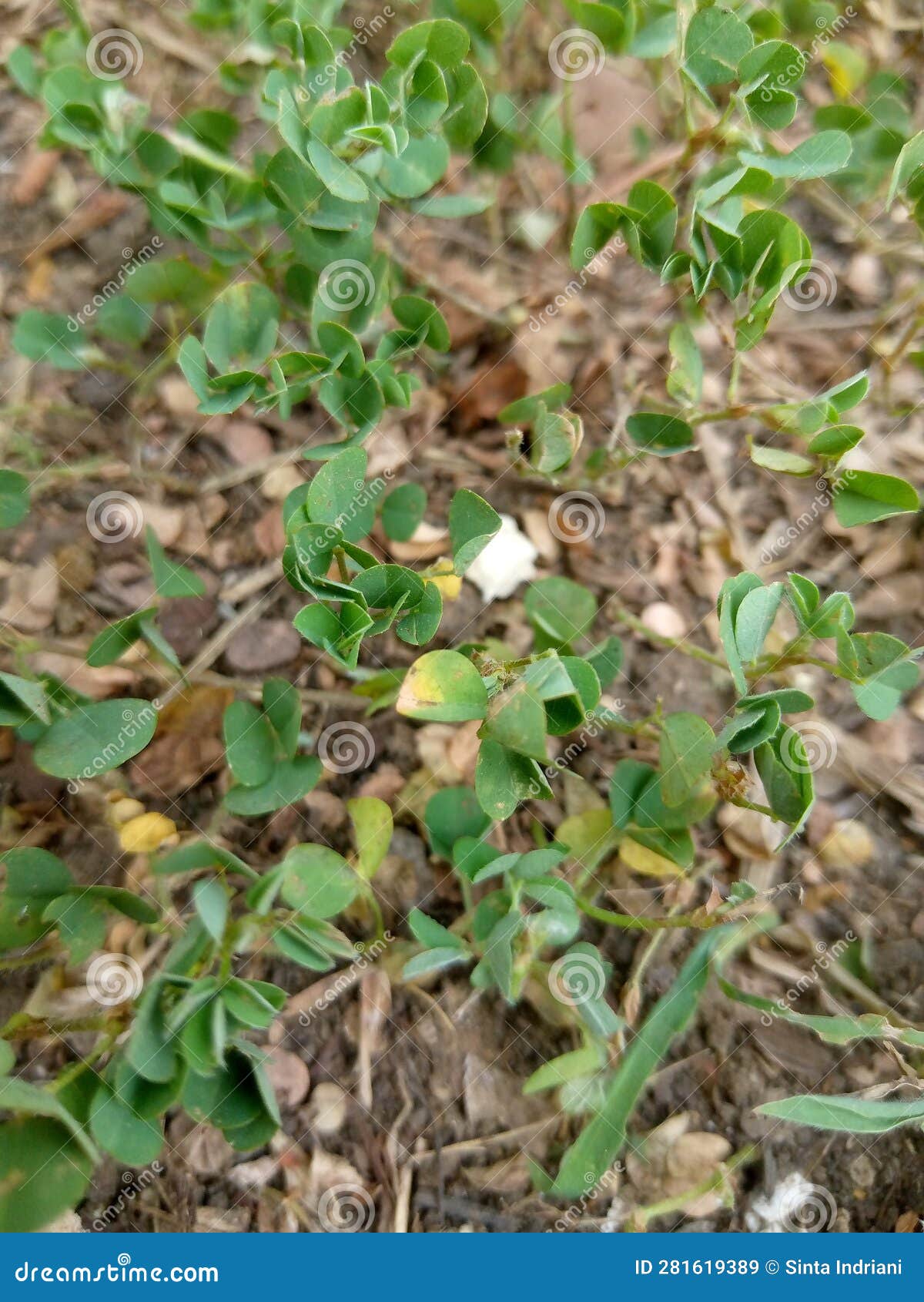 Small Green Leafy Wild Plants Embedded in the Ground Stock Image ...