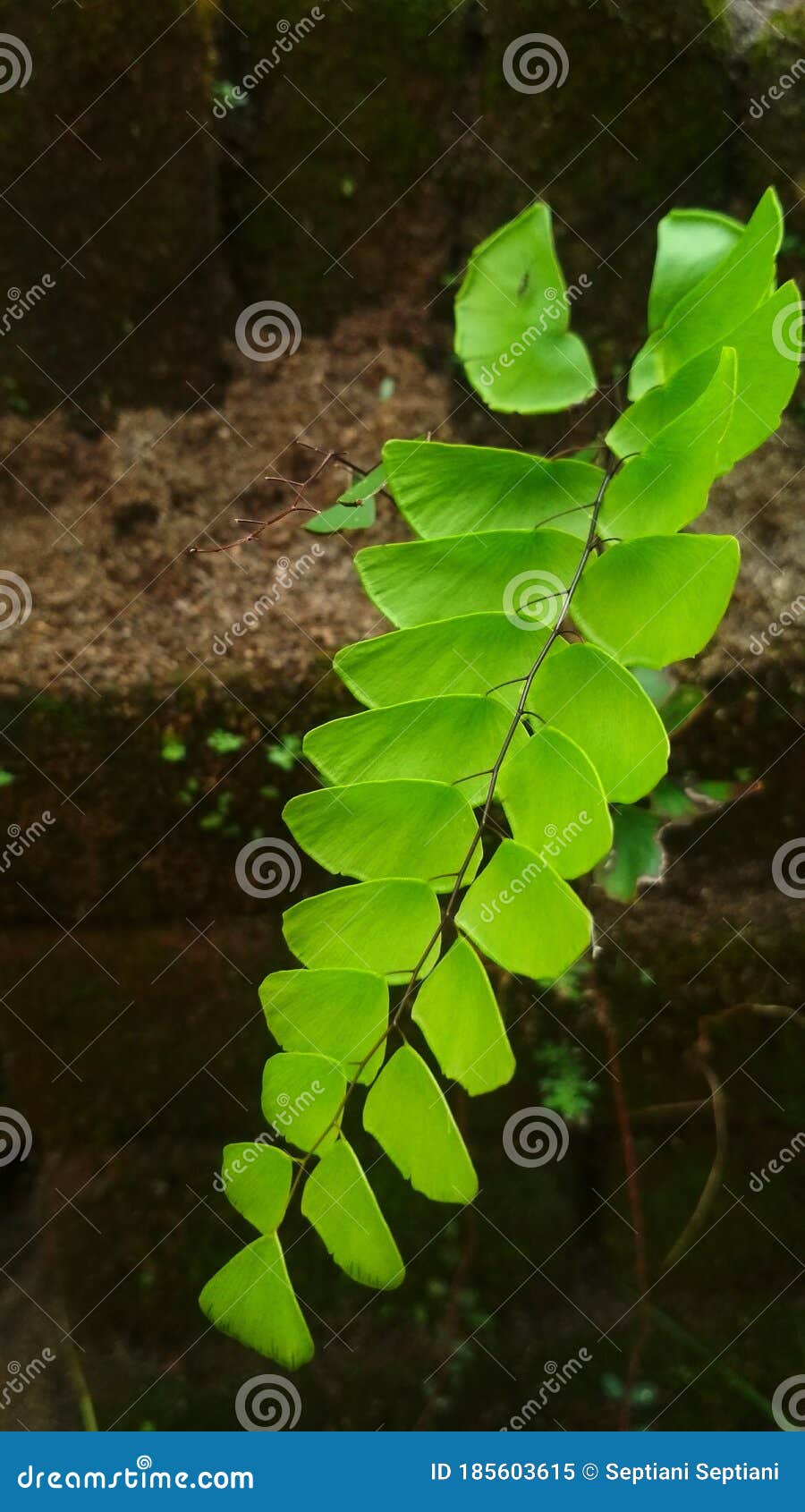 Small green leaves stock image. Image of green, leaves - 185603615