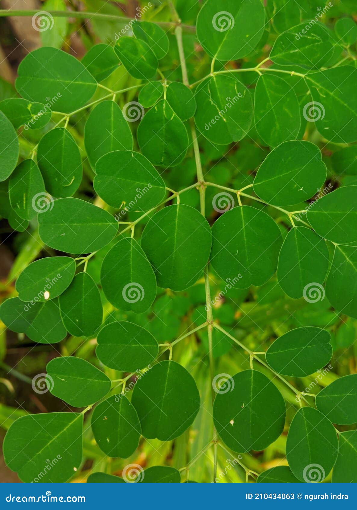 Small Green leaves stock image. Image of maple, produce - 210434063