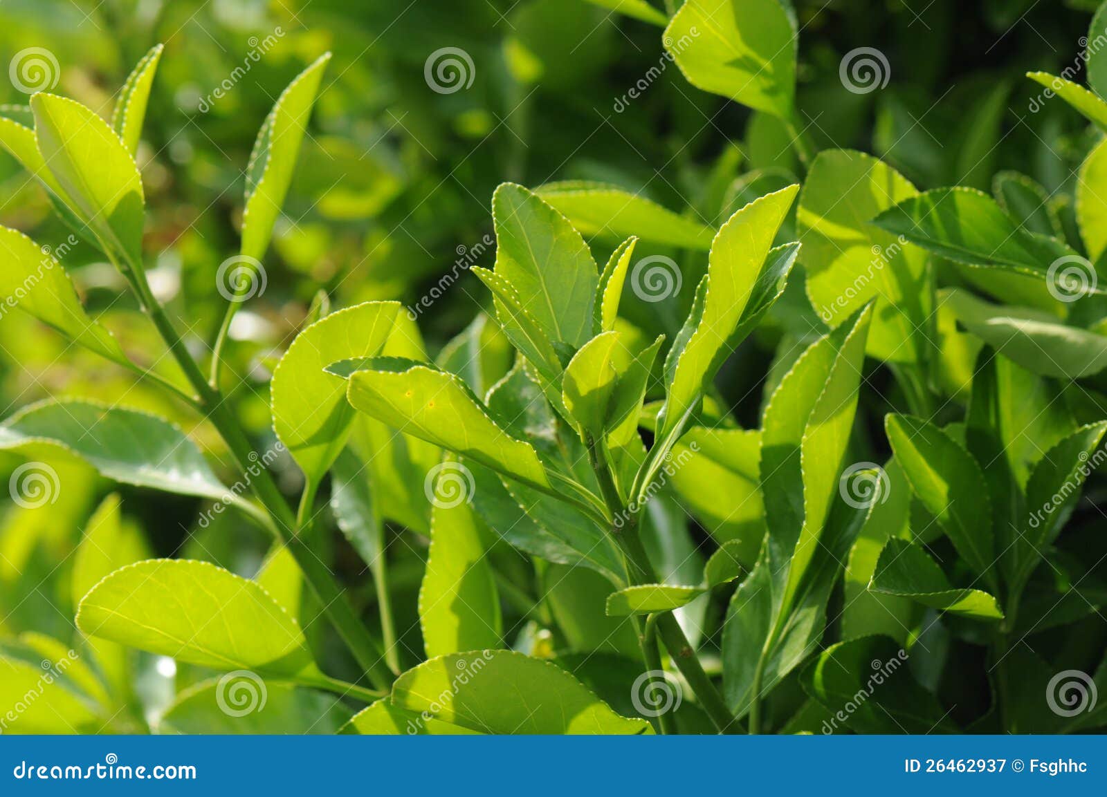 Small green leaves stock image. Image of fresh, detail - 26462937