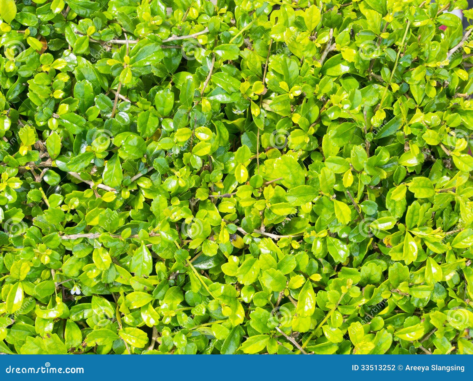 Small Green Leaves Background Stock Photo - Image of growth, greenleaf ...