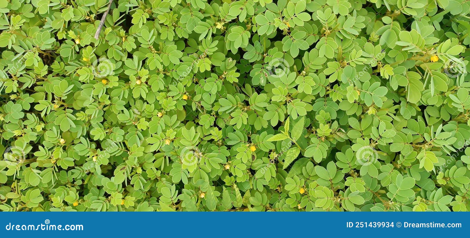 Small Green Leaves Background Image for PC Laptop and Computer Stock ...