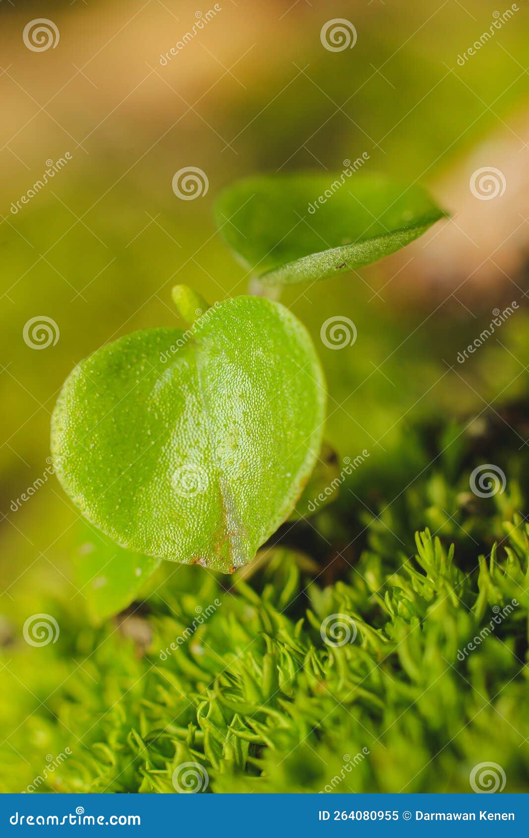 Small Green Leaves that are so Beautiful in the Sunlight Stock Image ...