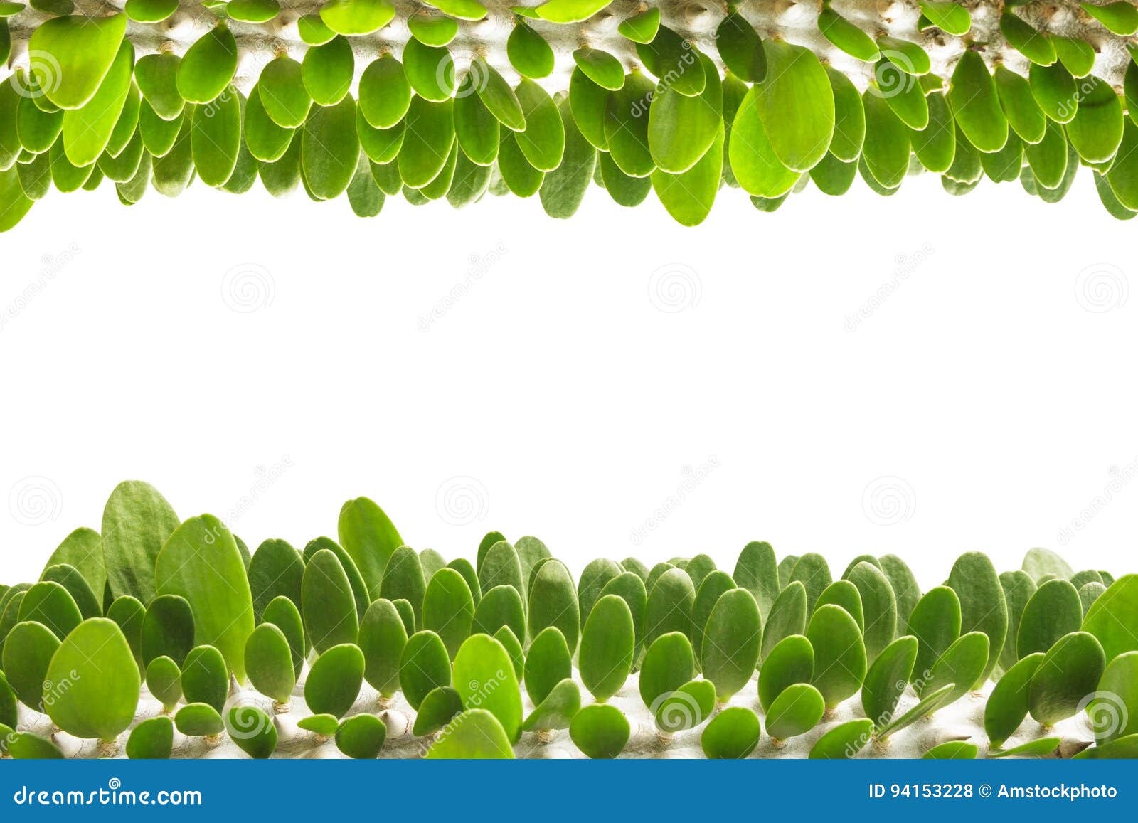 Small Green Leaves Border Isolated on White Background Stock Photo ...