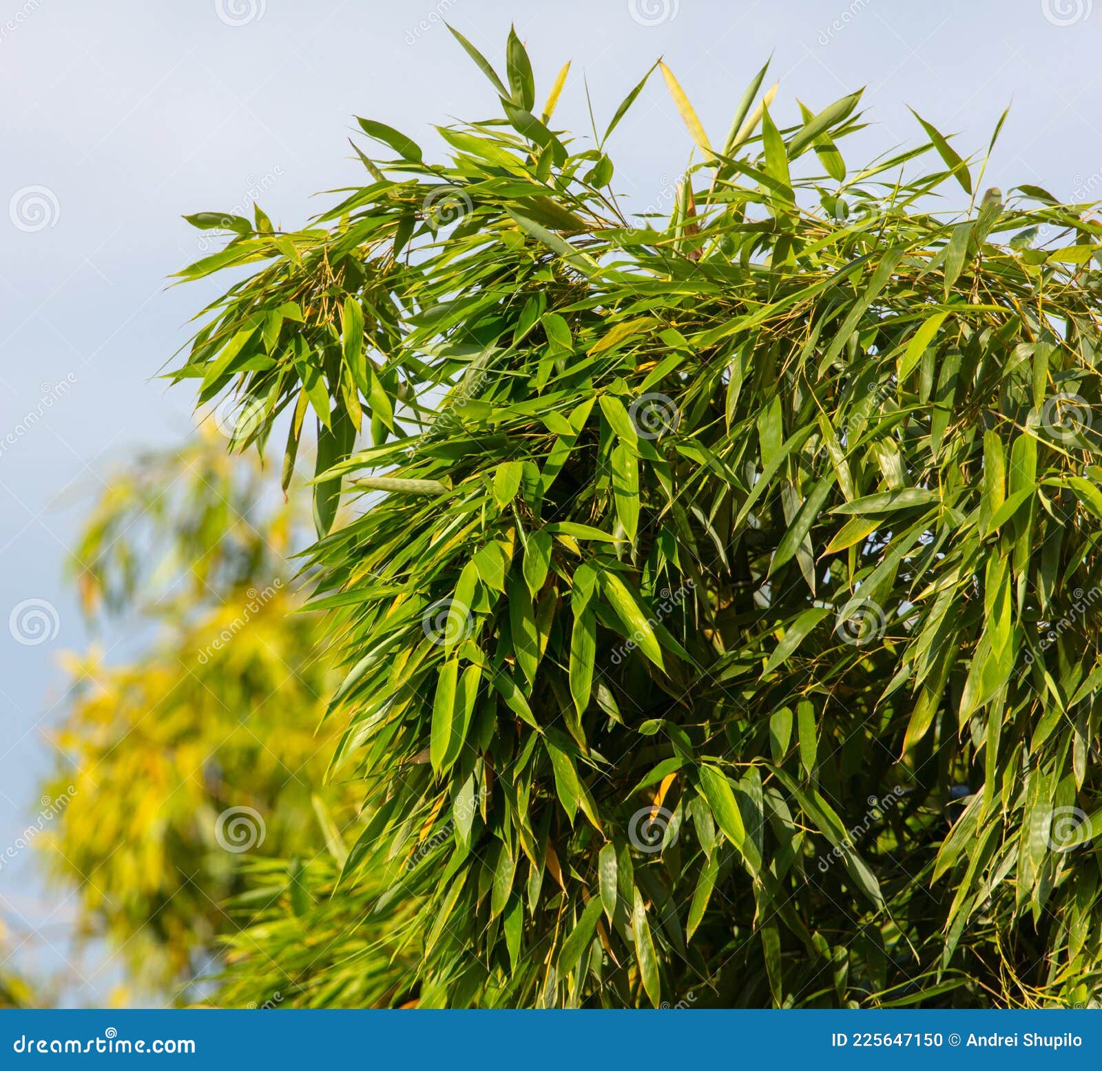 Small Green Leaves on the Branches of a Tree Stock Photo - Image of ...