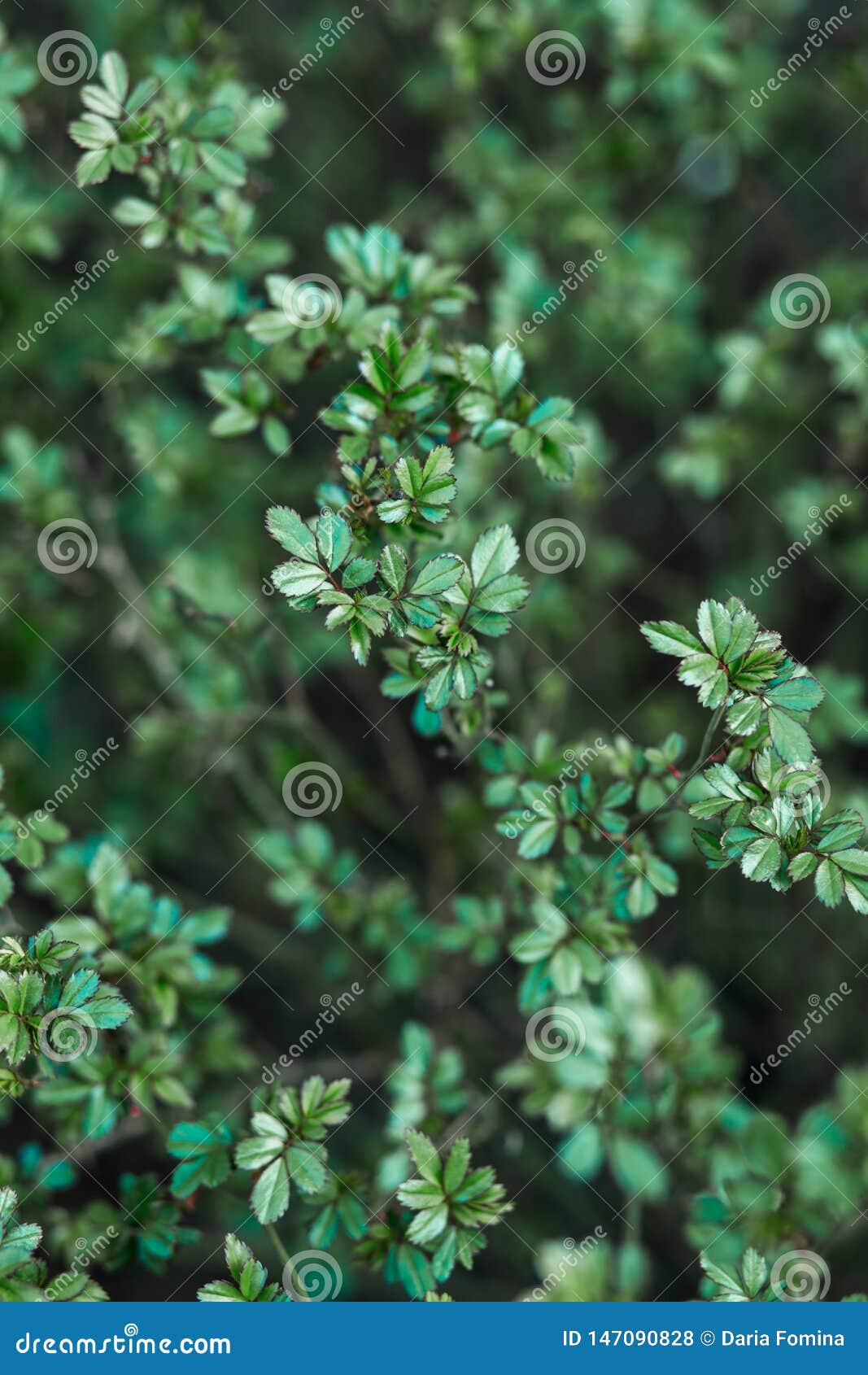 Small Green Leaves of the Bush on Nature Background Stock Photo - Image ...