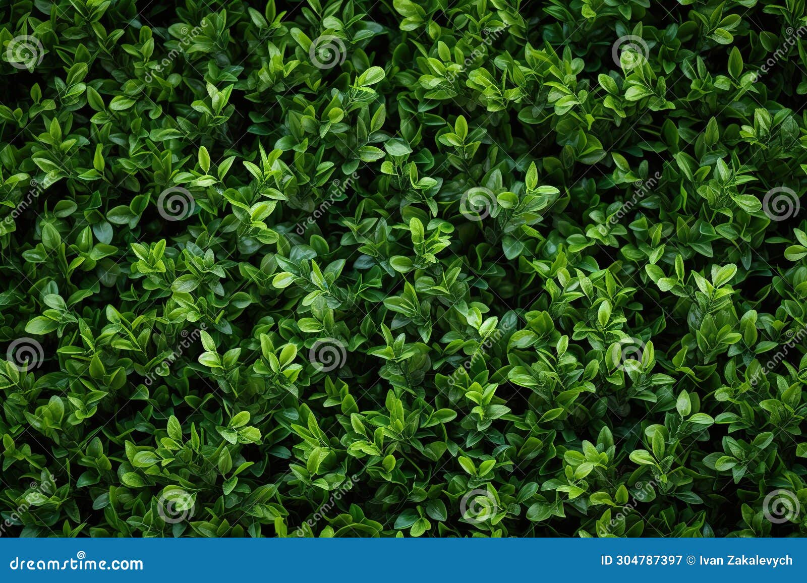 Small Green Leaves in the Bush Texture Background Stock Image - Image ...