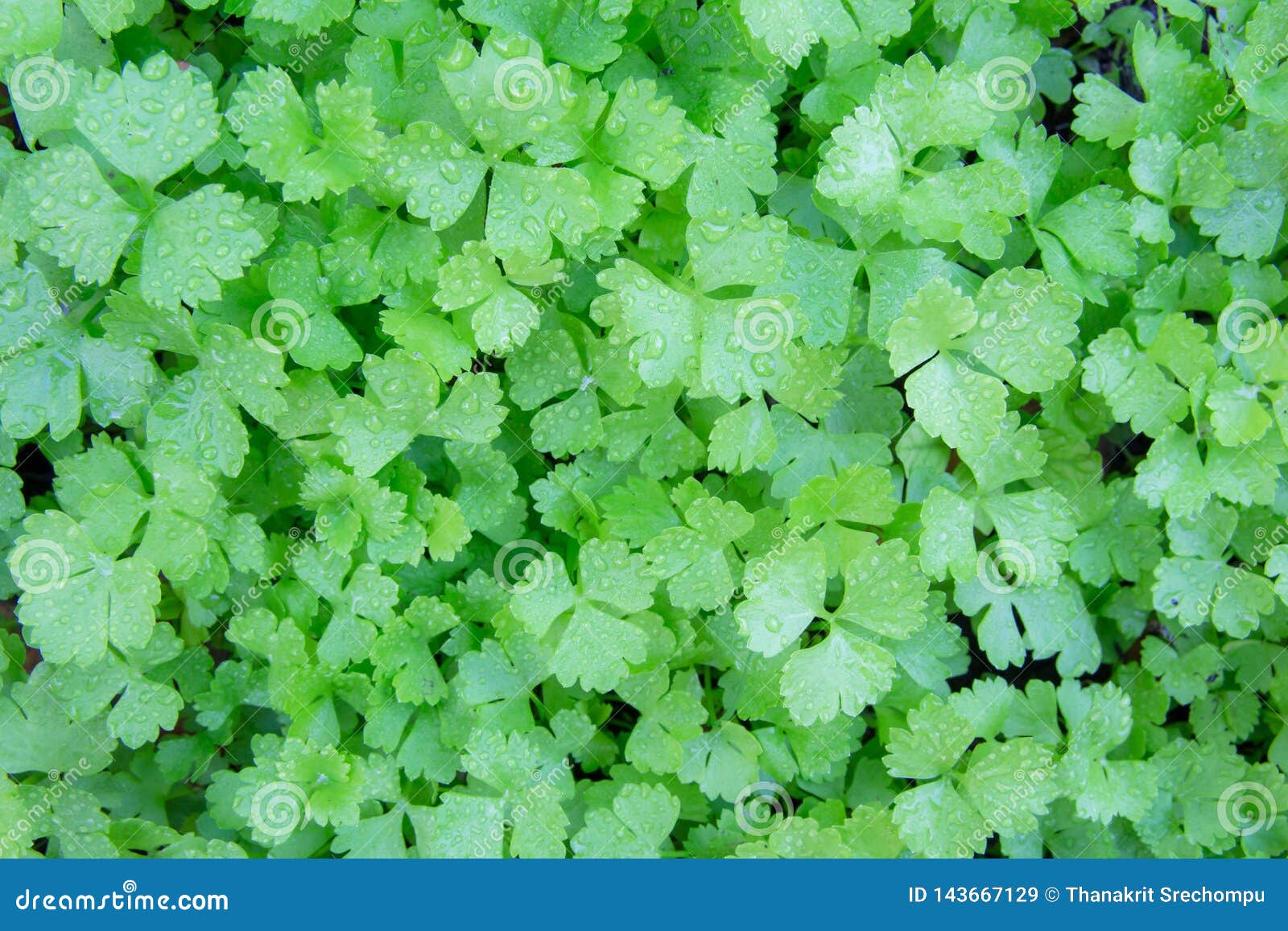 Small Green Leaves, Densely Packed for Wallpaper Stock Image - Image of ...