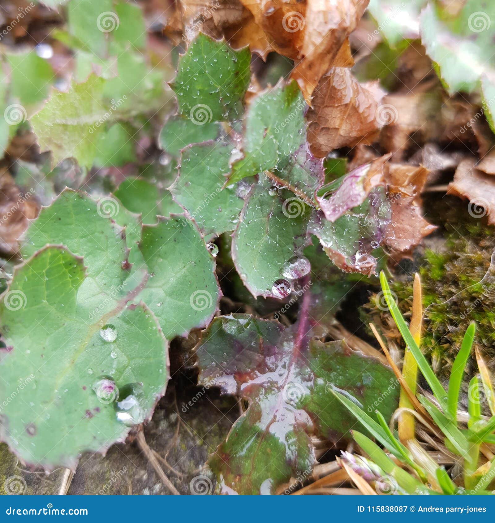 Leaves with drip stock image. Image of green, drip, leaves - 115838087