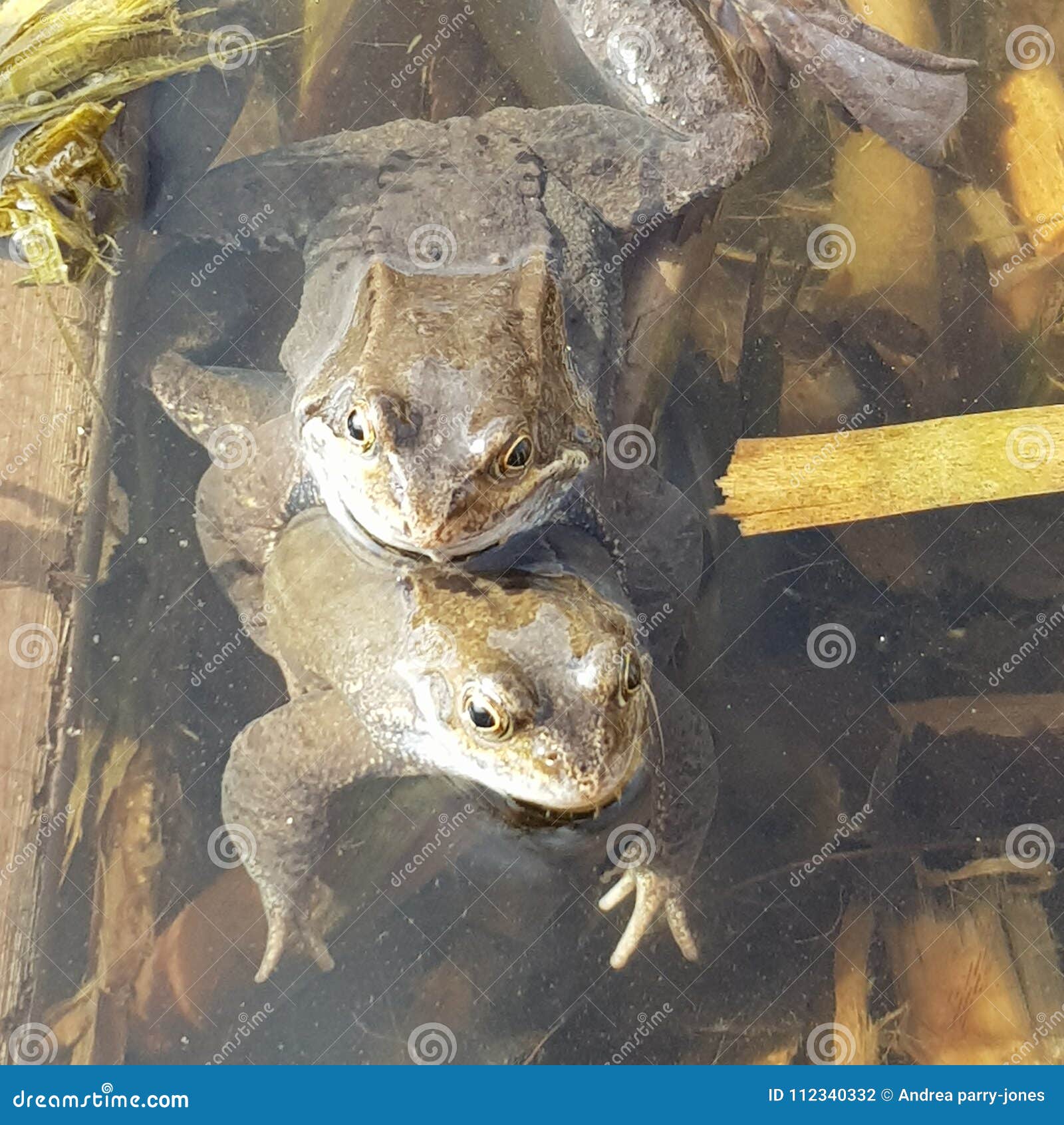 Pair of mating frogs stock photo. Image of small, pair - 112340332